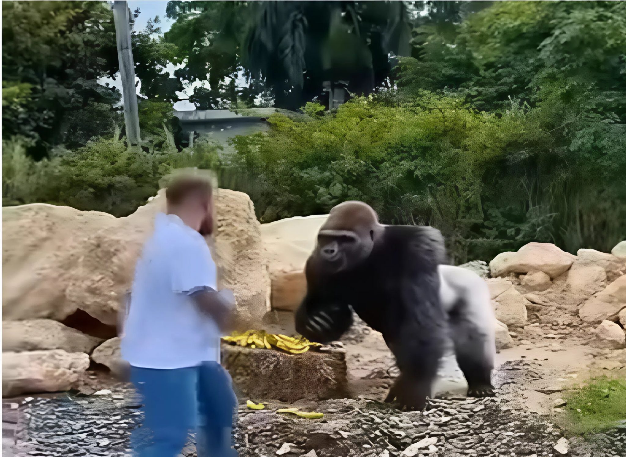 Beast Among Men: The Gorilla That Escaped Its Cage and Faced Off with a ...