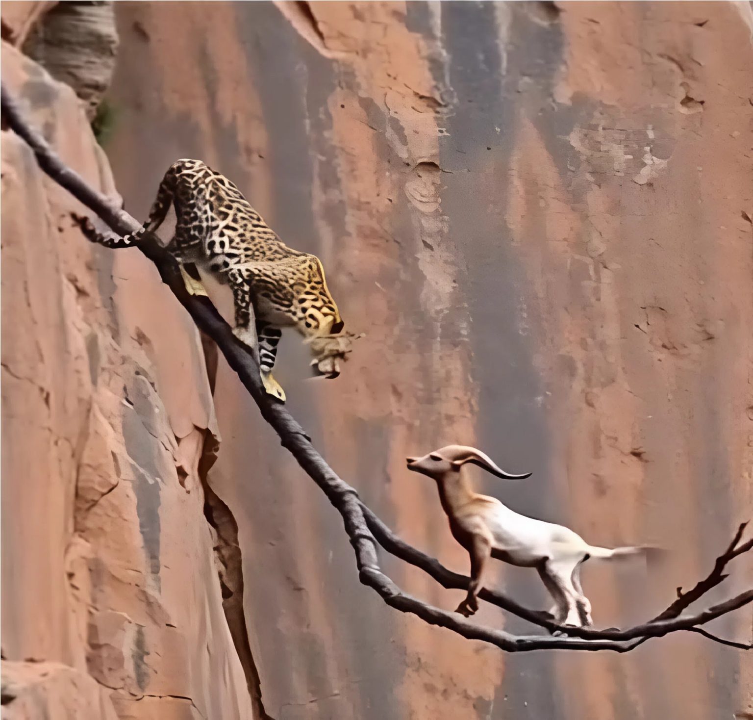 ALONE AGAINST A PREDATOR ON THE EDGE OF A CLIFF: WHAT THIS GOAT DID ...